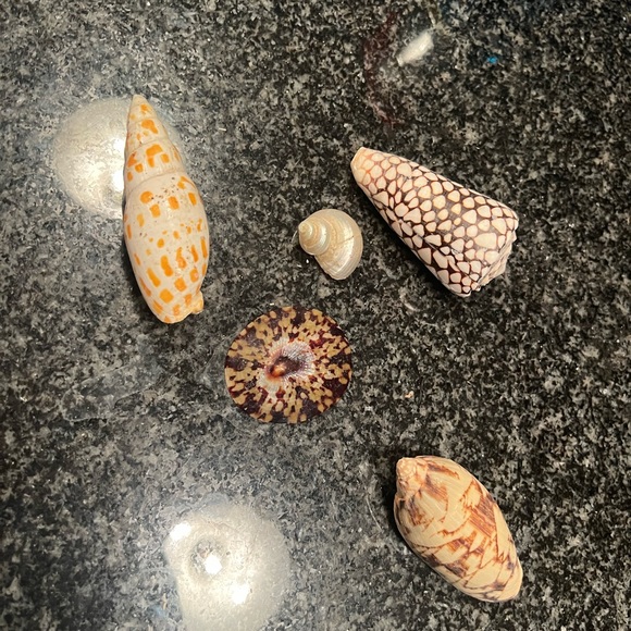 Design | Nice Selection Of Colored Seashells Many Different Colors ...